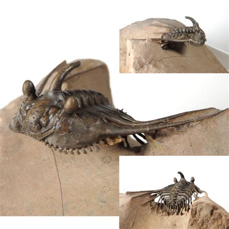 Spiny Trilobite Exhibition Box Fossil Mortality Plate Ketnaraspis Sp Flying 5 Cm 5