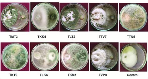 List Of Trichoderma Isolates Used For Dual Culture Assay Left Side