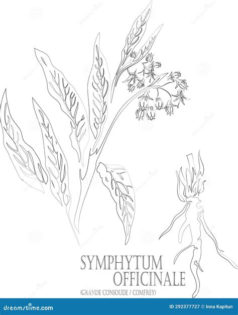 Symphytum Officinale And Chlorophytum Plant Royalty Free Cartoon