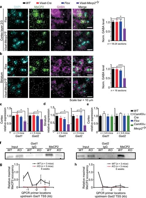 Gabaergic Dysfunction Mediates Autism Like Stereotypies And Rett Syndrome Phenotypes Pmc