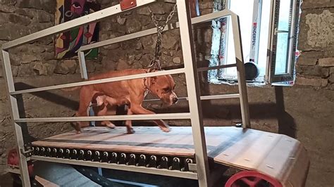 ამერიკული პიტბულ ტერიერი ზარრა პიტბულის ვარჯიში 🐾 Youtube