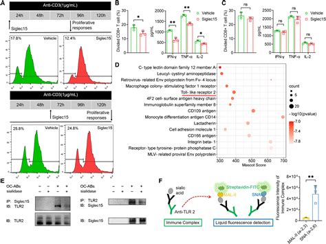 Osteoclast Derived Apoptotic Bodies Inhibit Naive Cd8 T Cell Activation Via Siglec15 Promoting
