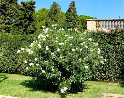 Árboles Con Alma Adelfa Baladre Nerium Oleander