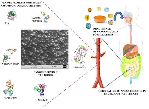 Nanocurcumin Formulations For Immunotherapy Of Cancer Intechopen