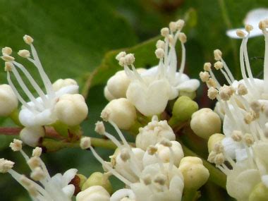Highbush Cranberry Identification Leaves Bark And Habitat Viburnum