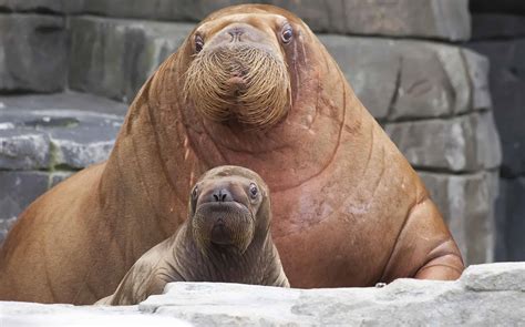 Walrus Male And Female