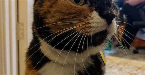 Kitteh Album On Imgur