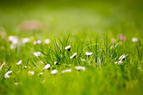Grass Hd Wallpapers Top Free Grass Hd Backgrounds Wallpaperaccess