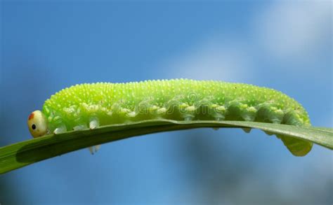 Sawfly Symphyta Larva On Grass Blade Macro Photo Stock Image Image