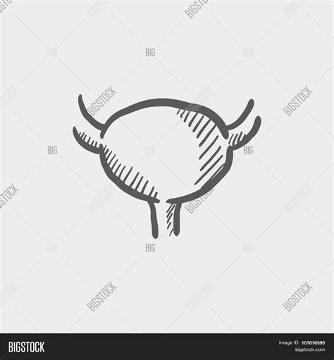 Bladder Drawing
