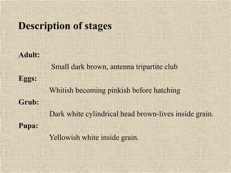 Stored Grain Pests Pptx