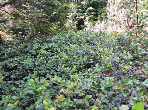 Gaultheria Shallon Flora Around Nanaimo