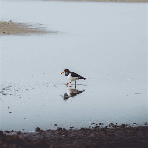 Razer Viper Mouse Photos Download The Best Free Razer Viper Mouse