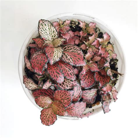 Fittonia Verschaffeltii Nerve Plant 13cm Pot Plantsmith Indoor