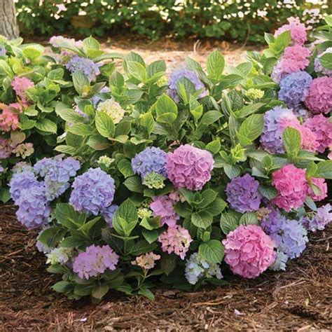 La Dreamin® Hydrangea Live Plant 1 Qt Shade Plant Cold