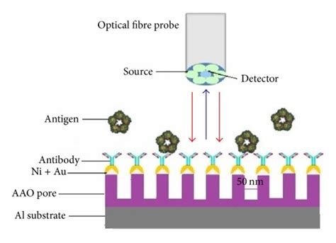 a the antigen detection using antibody functionalized au naa and b