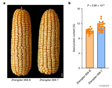 Protein Content Of Maize Meal At Kai Schutt Blog
