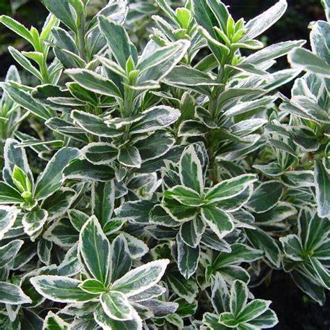 Variegated Shrubs Identification Buy Shrubs Variegated Affordable