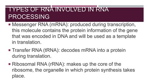 Rna Processing In Prokaryotes And Eukaryotes Pptx