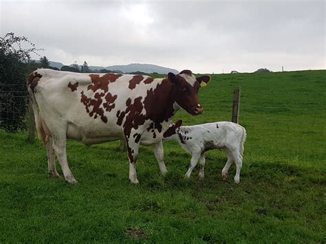Ayrshire Cattle Calf