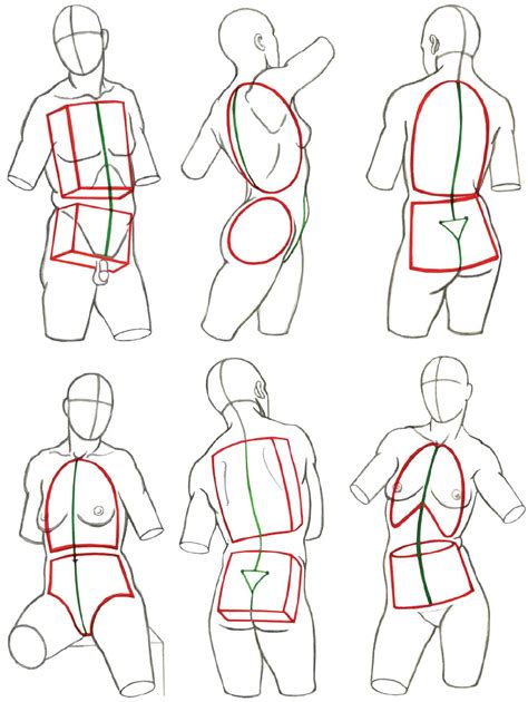 How To Draw Human Anatomy Step By Step At Sam Moody Blog