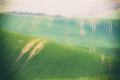 Rolling Hills And Green Grass Fields Stock Image Image Of Amazing