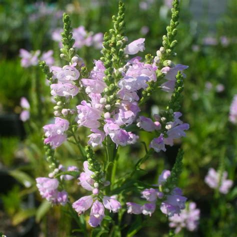 Obedient Plant Leaves Is This Obedient Plant R Nativeplantgardening