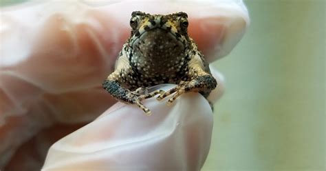 Endangered Toad Born For First Time Via In Vitro Fertilization Los