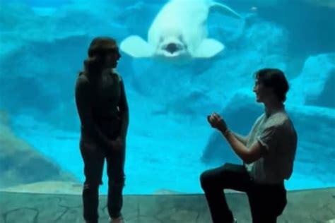 눈앞에서 여친한테 프러포즈하는 남친 모습에 입 벌리고 빤히 보는 벨루가