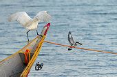 Imagen Gratis Pájaros Aves Costeras Salvaje Americano Avocetas