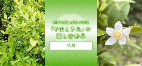 心に咲く花 77回 花橘 Web Bosco