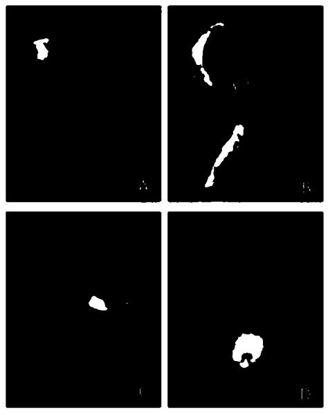 Inducing Method For Murraya Paniculata Callus Eureka Patsnap Develop Intelligence Library