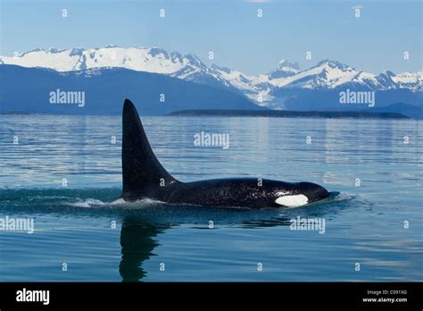 Erwachsene Männliche Orca Wal Oberflächen In Den Ruhigen Gewässern Des