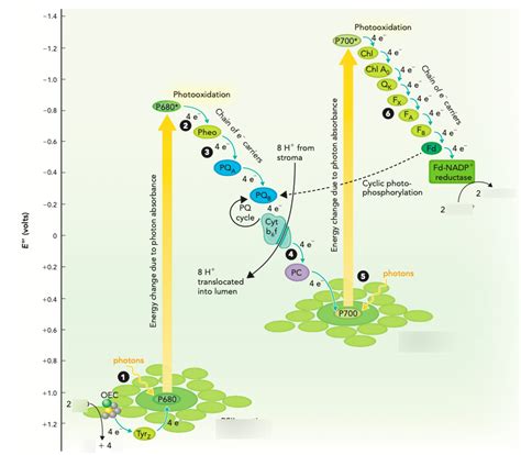 Oxygenic Photosynthesis Diagram Quizlet