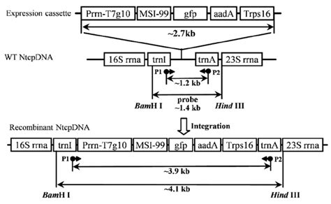 Expression Vector Construction The Expression Vector Contained The Download Scientific Diagram