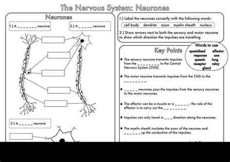 GCSE Biology Neurones Revision Worksheet Sample Teaching Resources Biology Worksheet Gcse