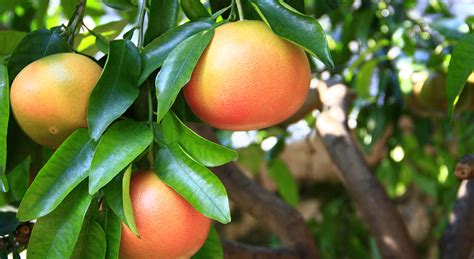 Pomelo Greenyard Group