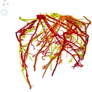 Recovered Root Systems Of Three Interacting Wheat Plants Recovered