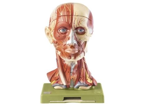 Hoofd Model Met Spieren Bloedvaten En Zenuwen