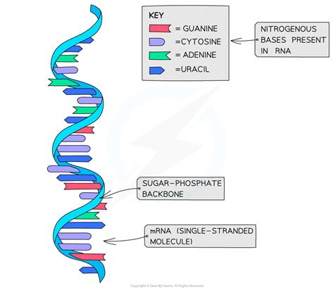 Nucleotides Dna And Rna Base Pairing 2 9 Edexcel International A Level Biology Revision