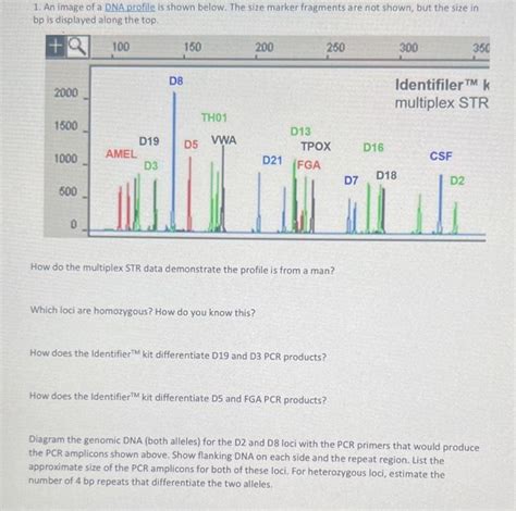 1 An Image Of A DNA Profile Is Shown Below The Size Chegg Com