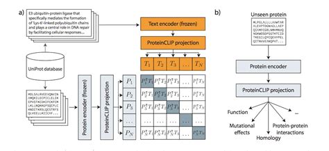 Decoding Protein Function With Proteinclip How Natural Language Enhances Protein Language