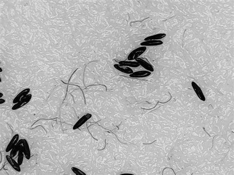 Counting Object Detection Dataset And Pre Trained Model By Matteo