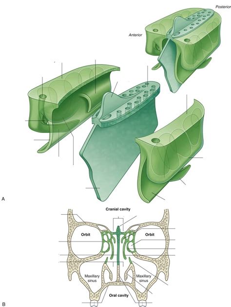 Uncinate Process Of Ethmoid