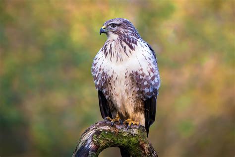Common And European Honey Buzzards Photo Id Guide Birdguides