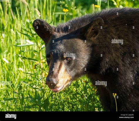 Black Bear Head Close Up In The Field Looking At The Camera Displaying