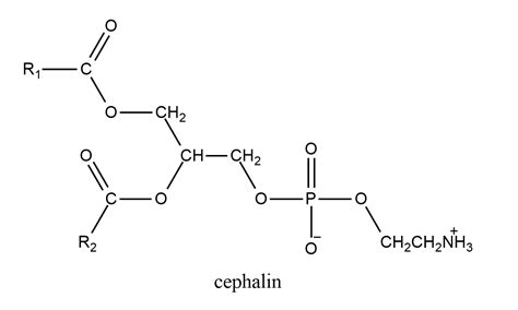 Draw The Structure Of Two Different Cephalins Containing Ole Quizlet
