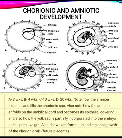 Khadeeja Ansari On Linkedin 📝this Image Illustrates The Development Of The Chorionic And Amniotic…