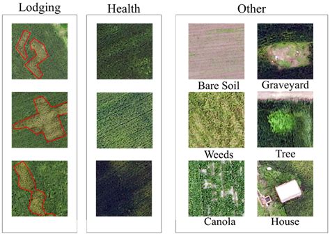Detailed Overview Of Labeled Samples Download Scientific Diagram