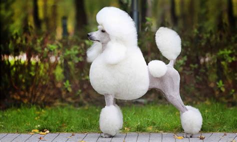 10 Fascinating Facts About Poodles A Z Animals